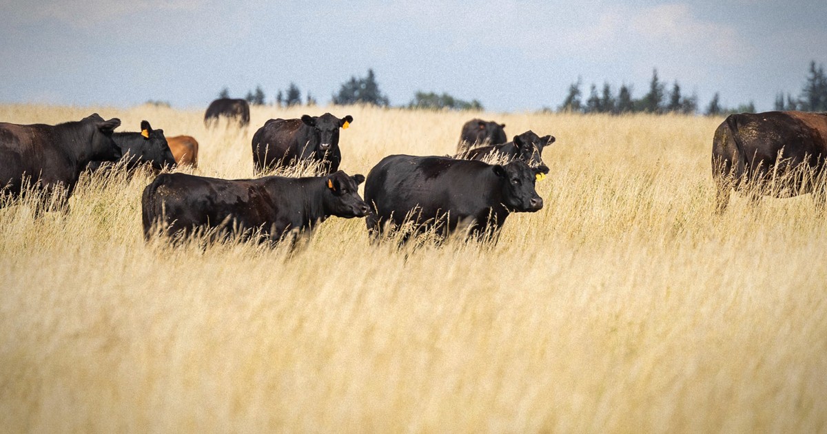 Our Prairie Roots Run Deep - Prairie Ranchers Beef
